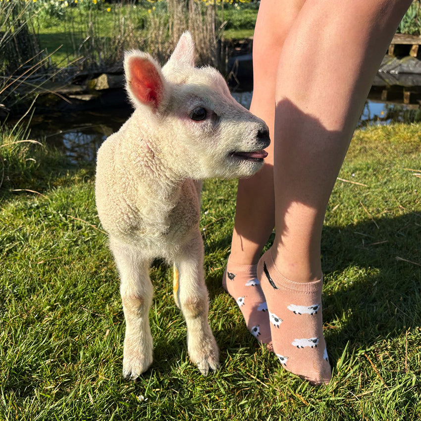 Sheep Bamboo Trainer Socks – Better Tights